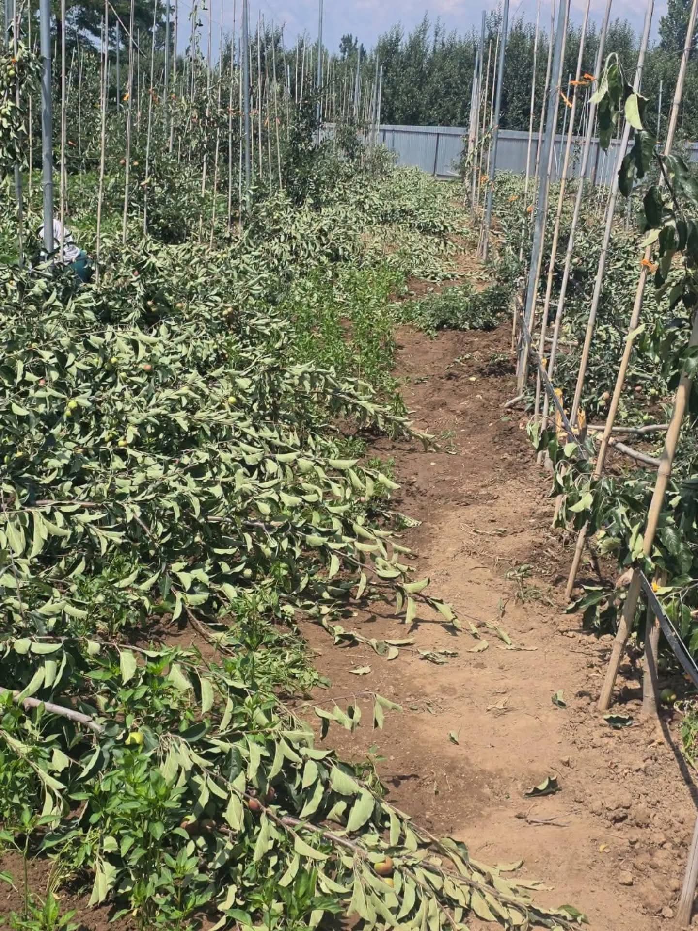 Miscreants Cut Down 500 High-Density Apple Plants Worth Over 25 Lakh in ...